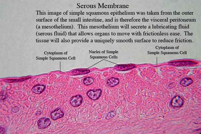 Serous Membrane